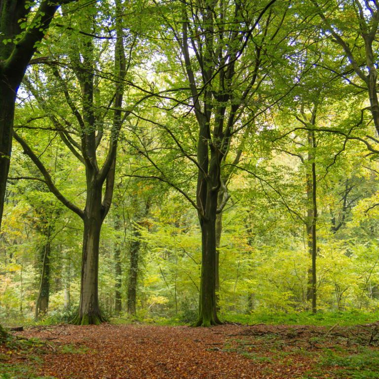 Rotbuche – Forst-Wissen