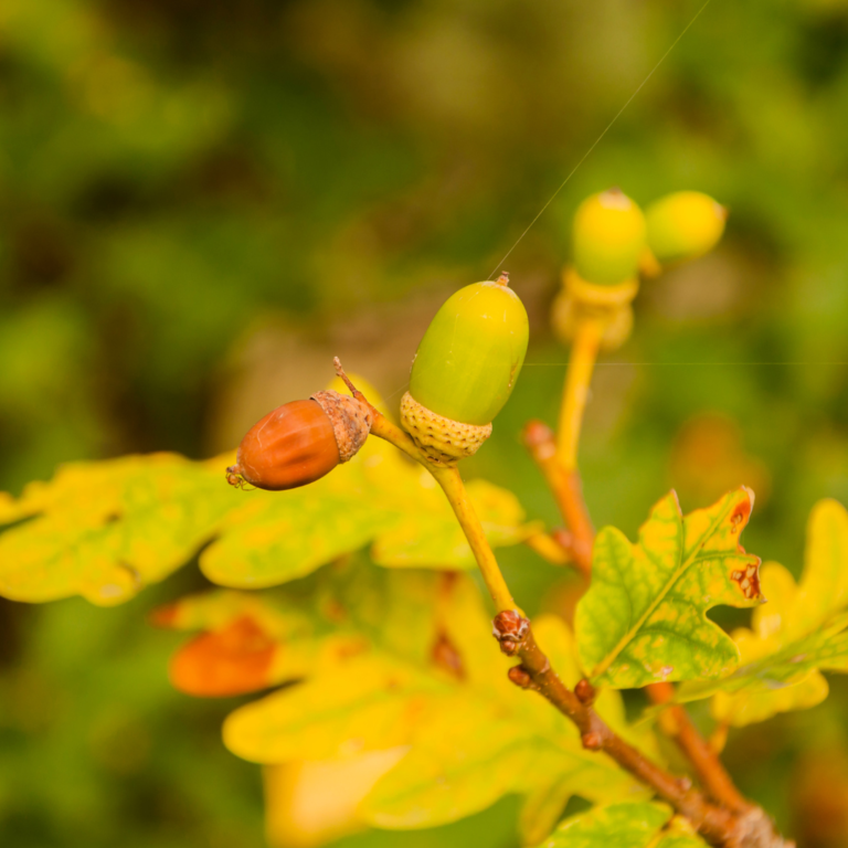 Stieleiche – Forst-Wissen