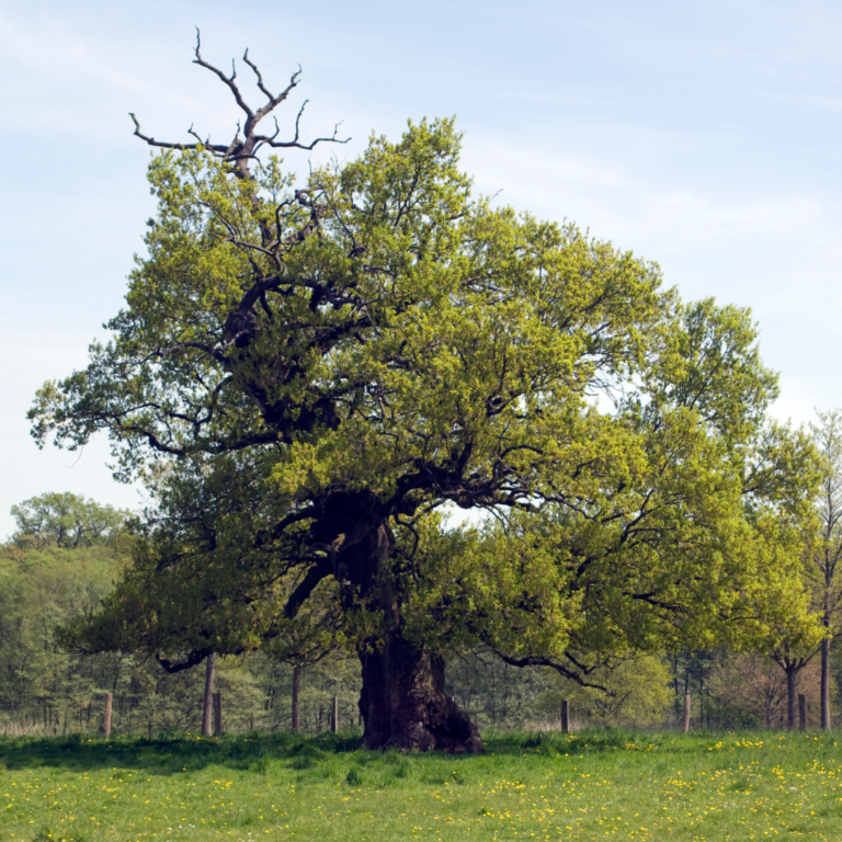 Stieleiche – Forst-Wissen