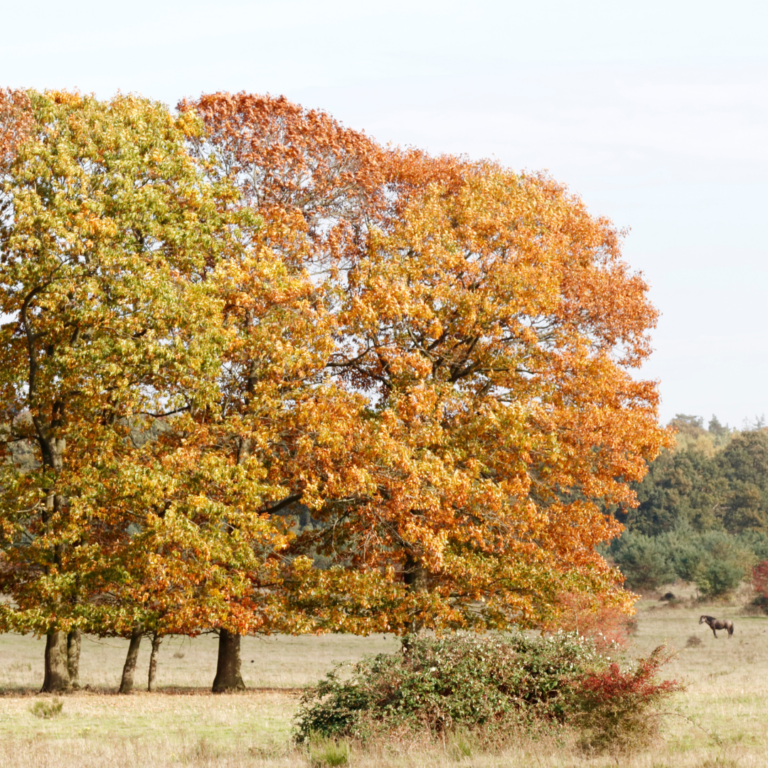 Roteiche – Forst-Wissen
